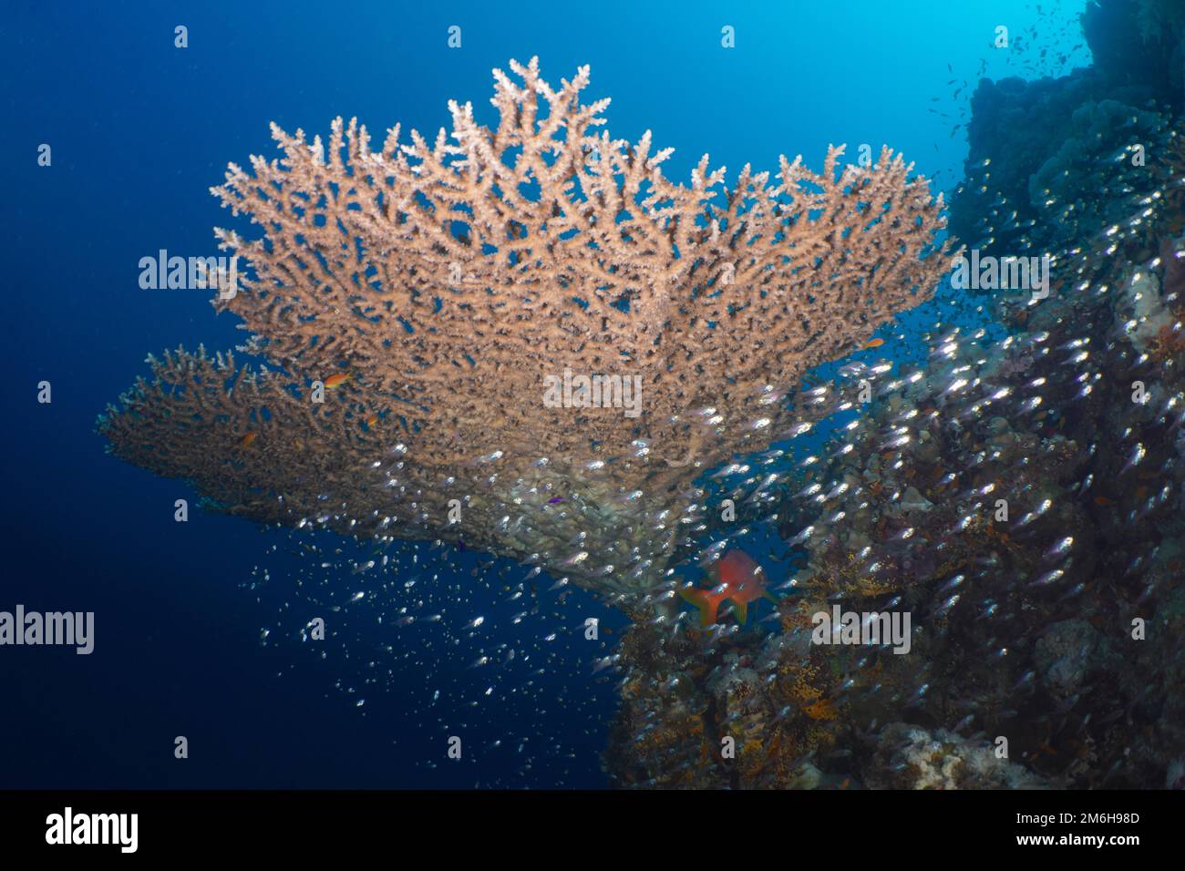 Pharaoh's antler coral (Acropora pharaonis) and school of red sea dwarf ...