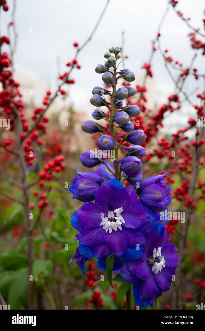 A vertical shot of blue delphinium flowers blooming at a garden Stock ...