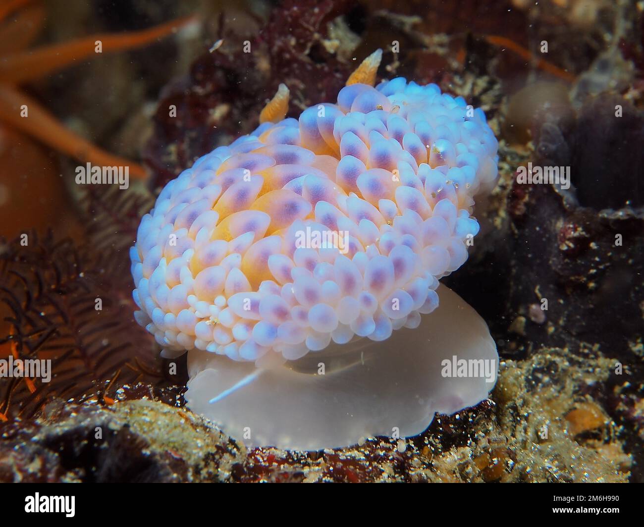 Gas flame nudibranch (Bonisa nakaza) Nudibranch, marine gastropod ...