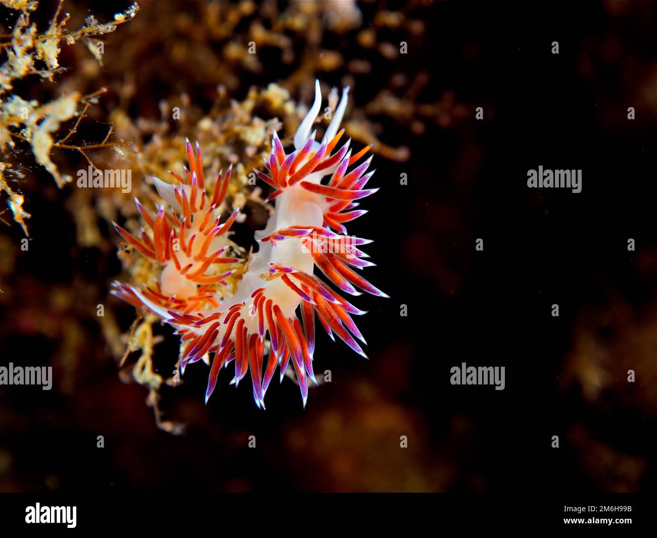 Migratory thread snail (Cratena peregrina), Mediterranean Sea, Rosas ...