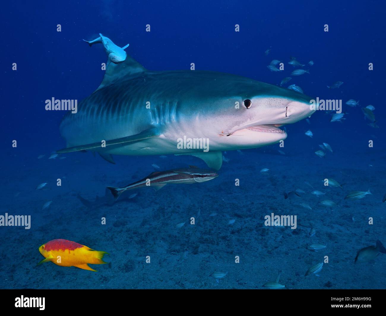 Tiger shark (Galeocerdo cuvier) with common remora (Remora remora), off ...