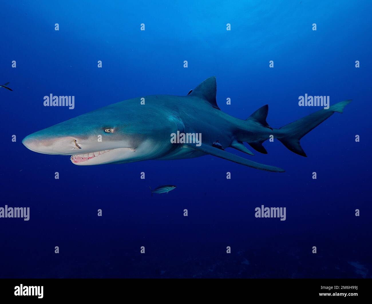 Lemon shark (Negaprion brevirostris) in backlight, off Jupiter, Florida ...