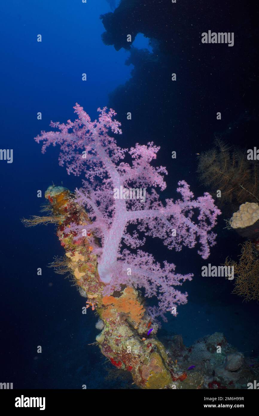 Hemprich's tree coral Dendronephthya hemprichi, strong contrast against ...