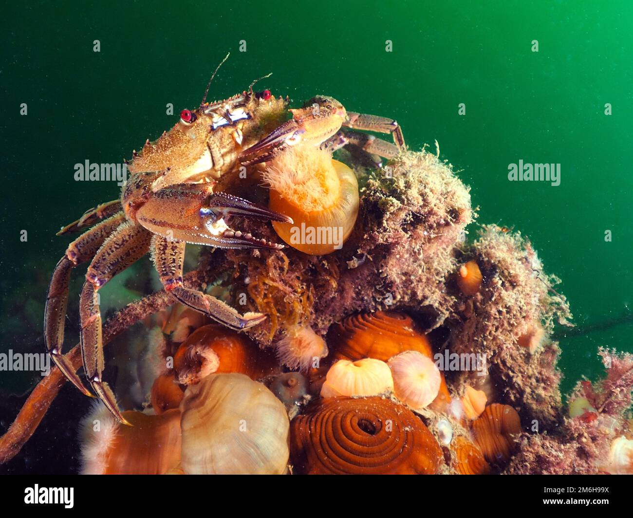Several specimens of clonal plumose anemone (Metridium senile) and crab ...