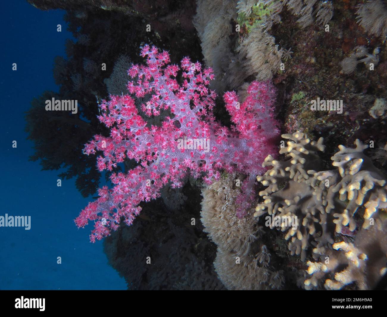 Hemprich's tree coral (Dendronephthya hemprichi), dive site Shaab Sharm ...