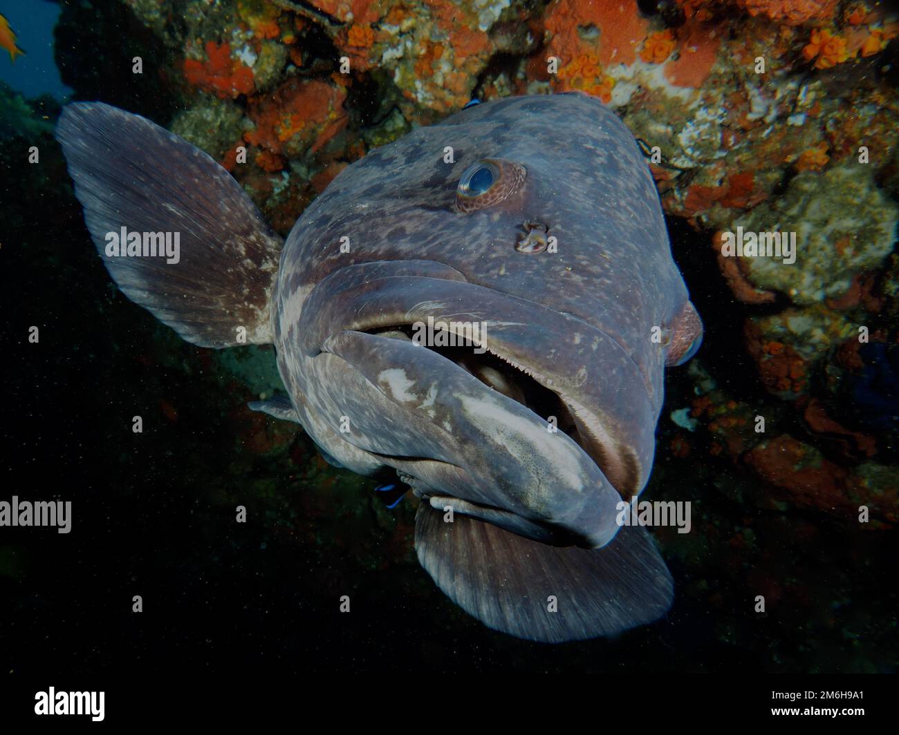 Portrait of potato grouper (Epinephelus tukula) in its den, Sodwana Bay ...