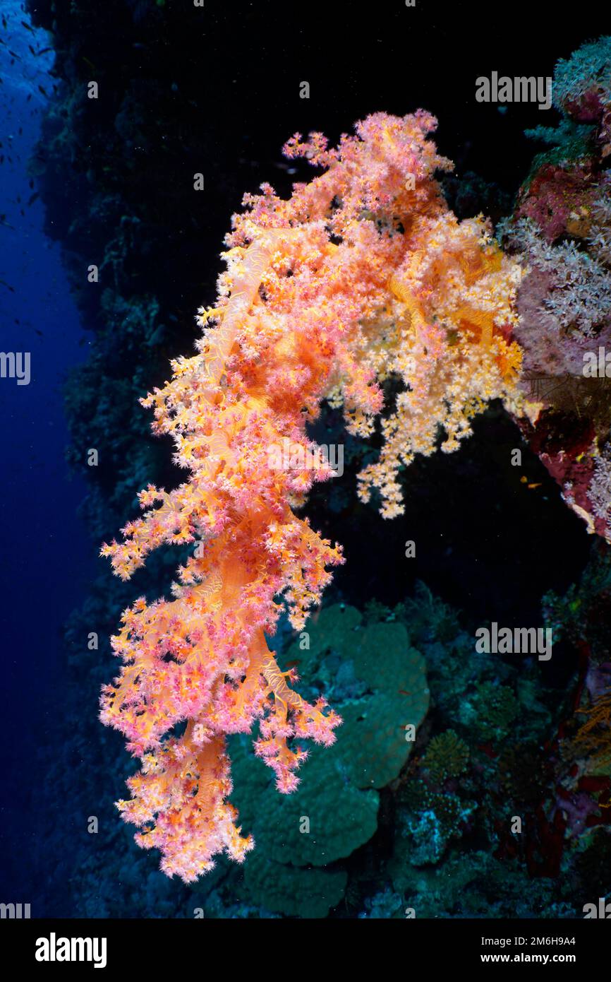 Hemprich's tree coral (Dendronephthya hemprichi), against a dark ...