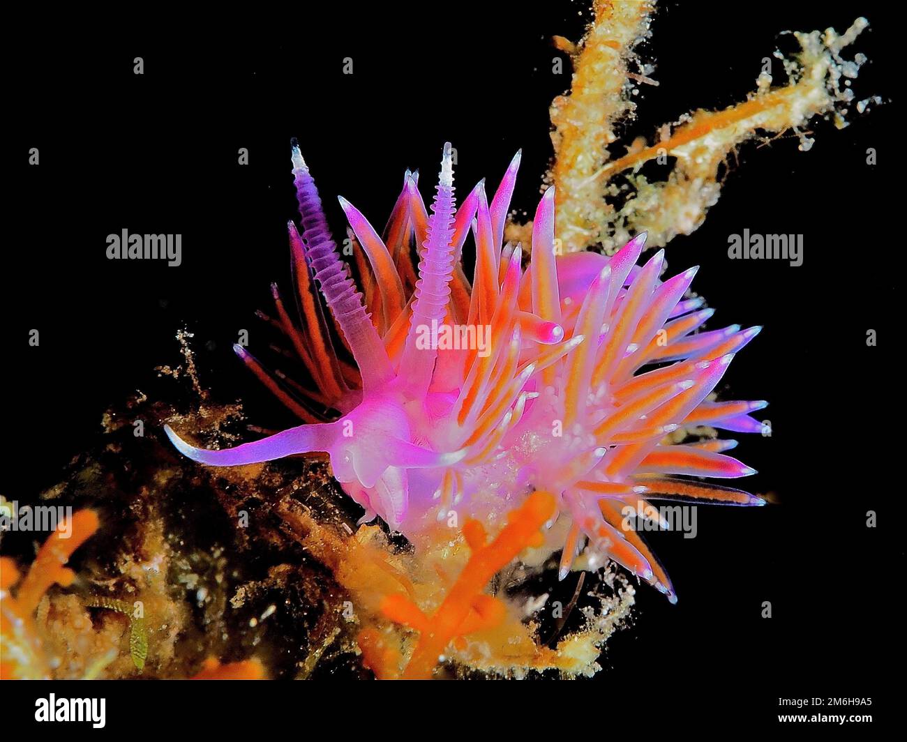 Purple (Flabellina affinis) thread snail, Mediterranean Sea, Rosas ...