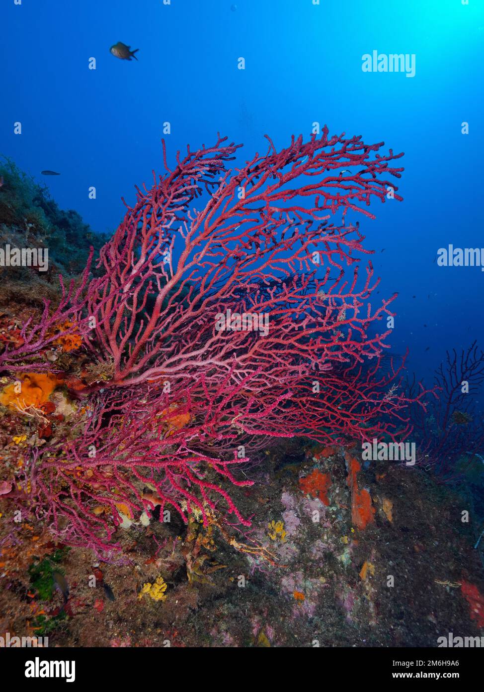 Violescent sea-whip (Paramuricea clavata) with monkfish (Chromis ...