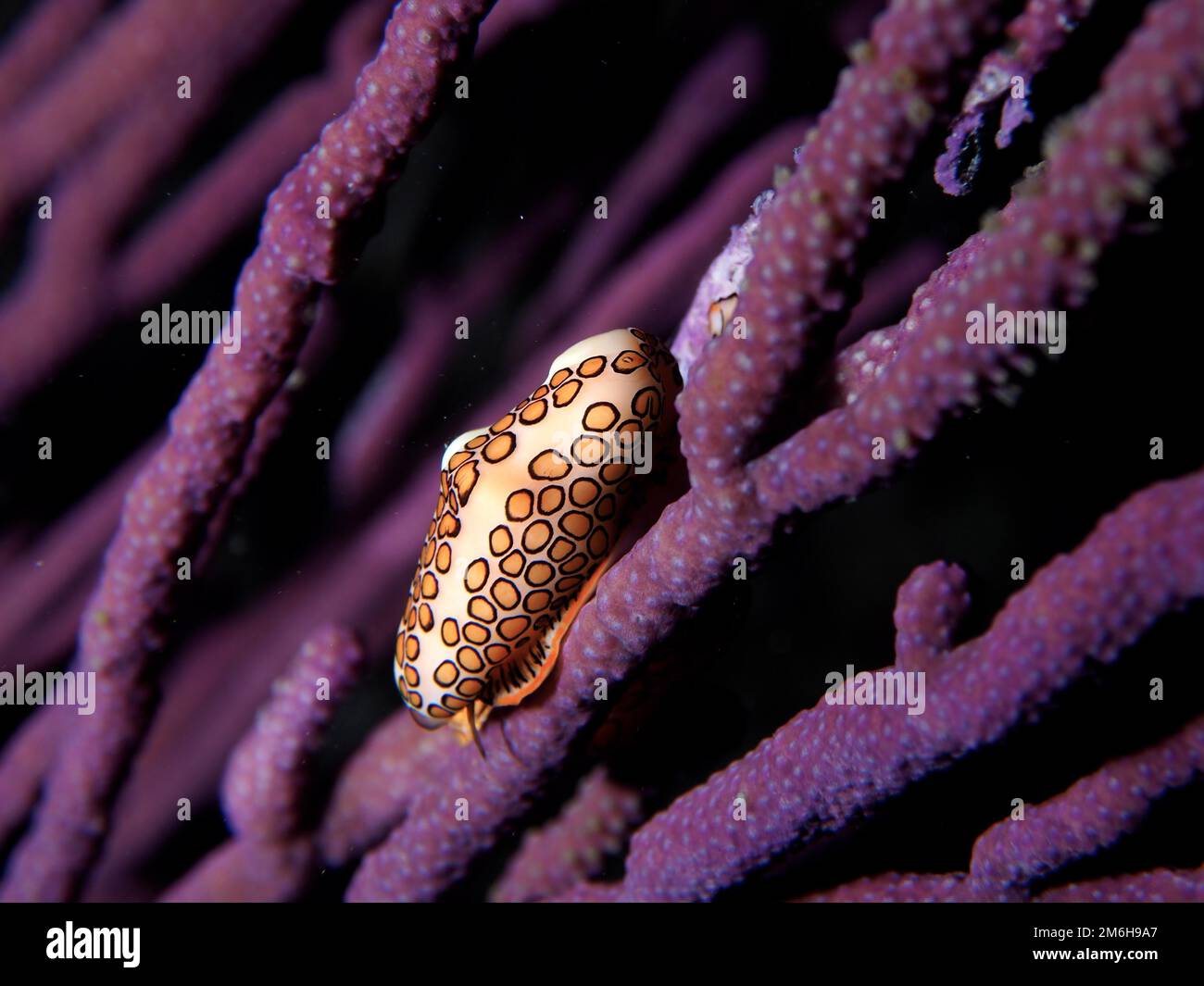 Flamingo tongue snail (Cyphoma gibbosum) on shrub coral, at night. Key ...