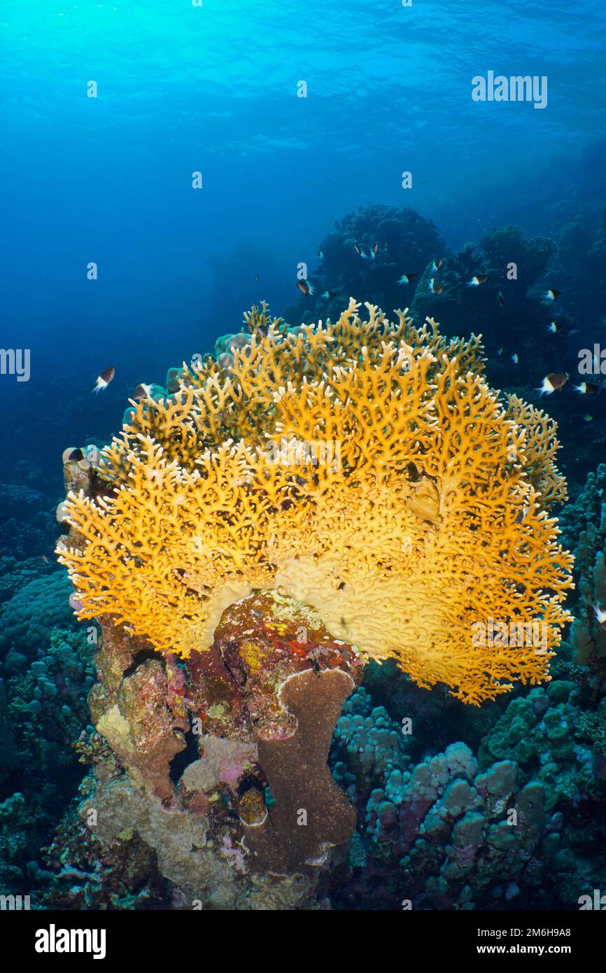 Net fire coral (Millepora dichotoma) and half-and-half chromis (Chromis ...