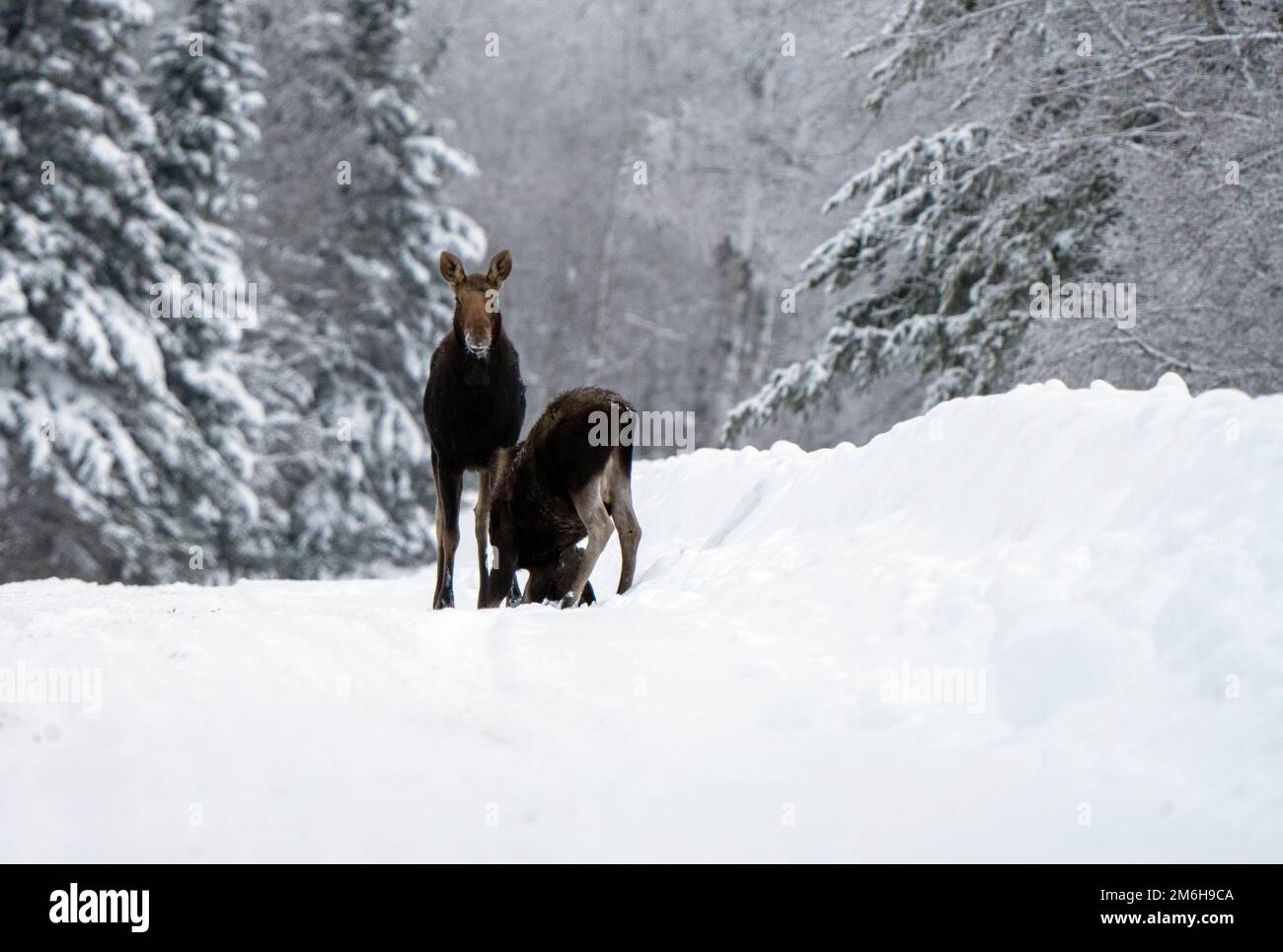 Manitoba moose game hi-res stock photography and images - Alamy