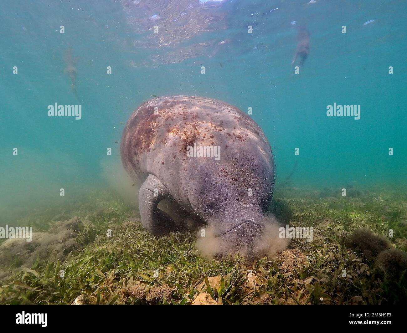 West indian manatee (Trichechus manatus) grazing in Crystal River, Florida, USA Stock Photo - Alamy