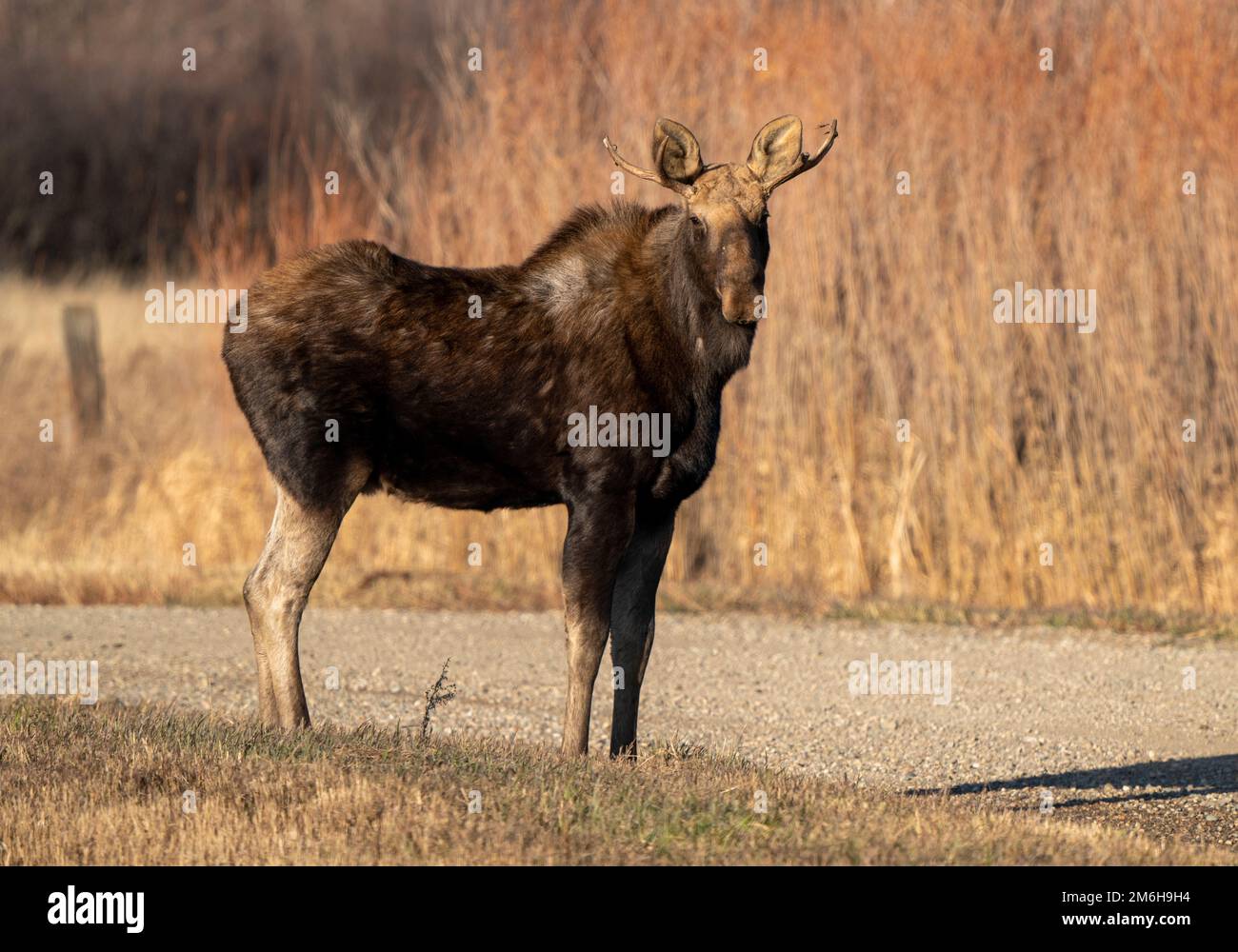 Prairie moose hi-res stock photography and images - Alamy