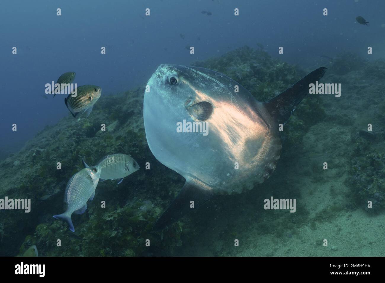 Ocean sunfish (Mola mola) at cleaning station, Mediterranean Sea, Rosas ...