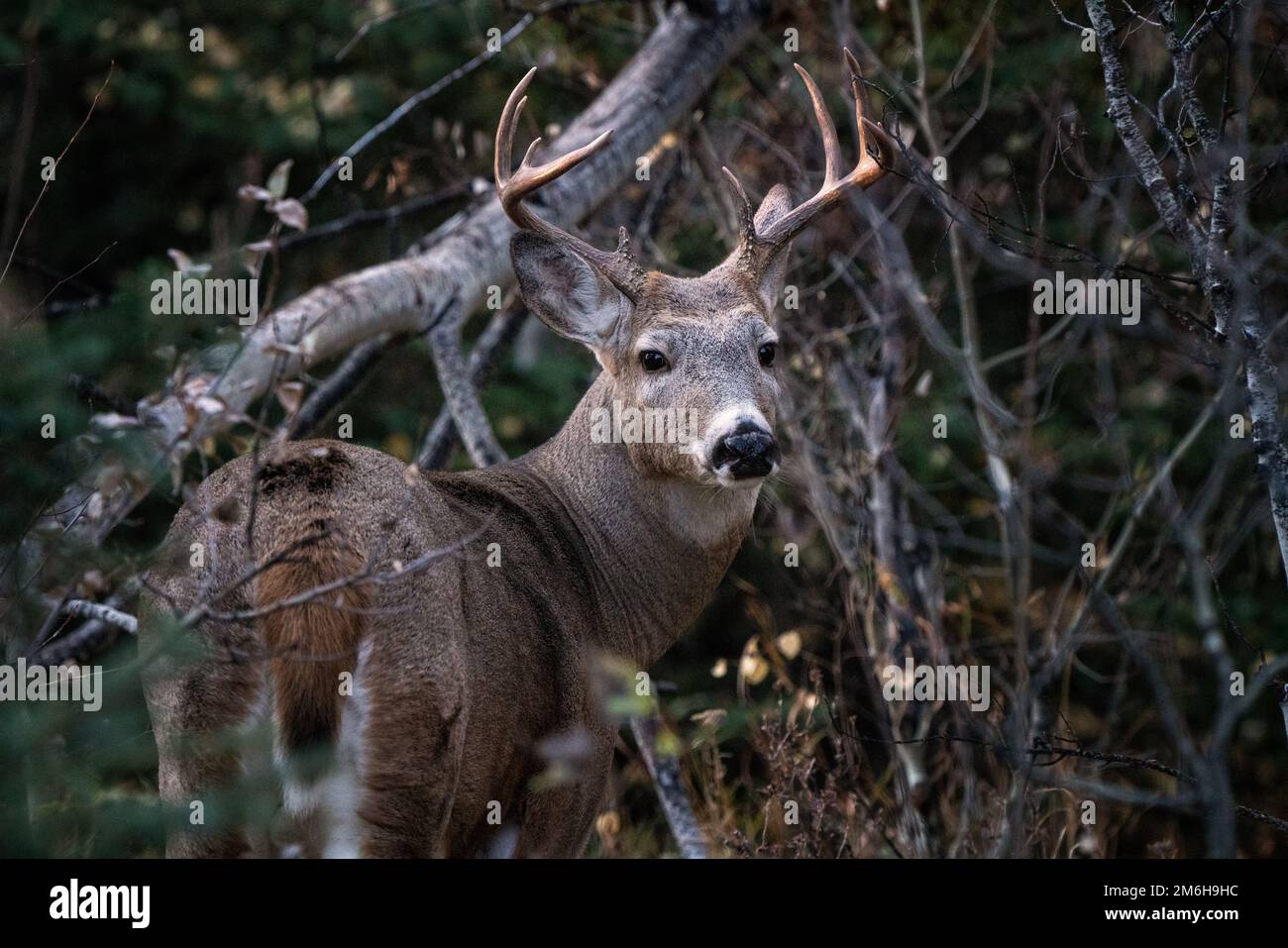 Deer in Wild Stock Photo - Alamy