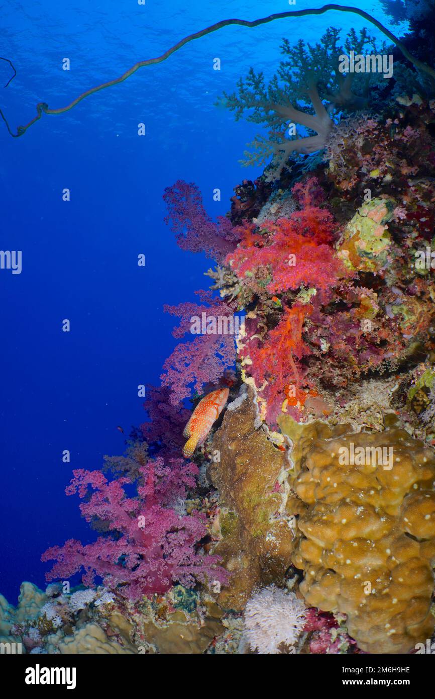 Hemprich's tree coral (Dendronephthya hemprichi) and jewel grouper ...