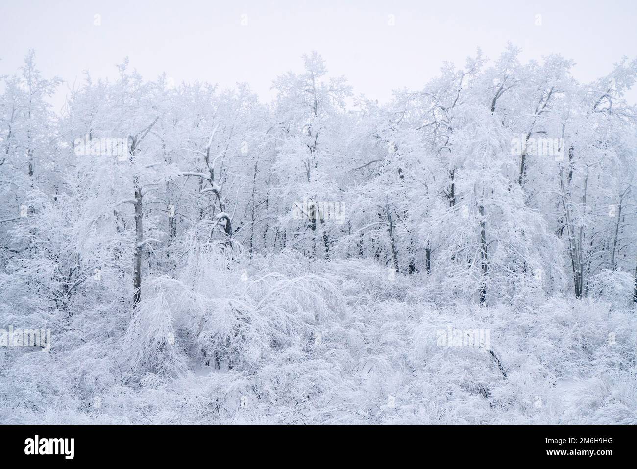Winter Moose Manitoba Stock Photo - Alamy