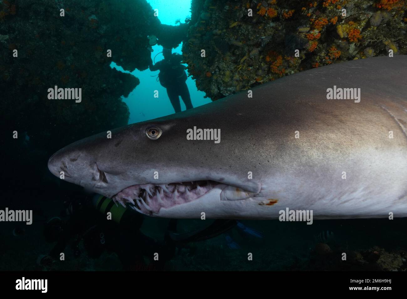 Sand tiger shark (Carcharias taurus) in its den, Protea Banks, Margate ...