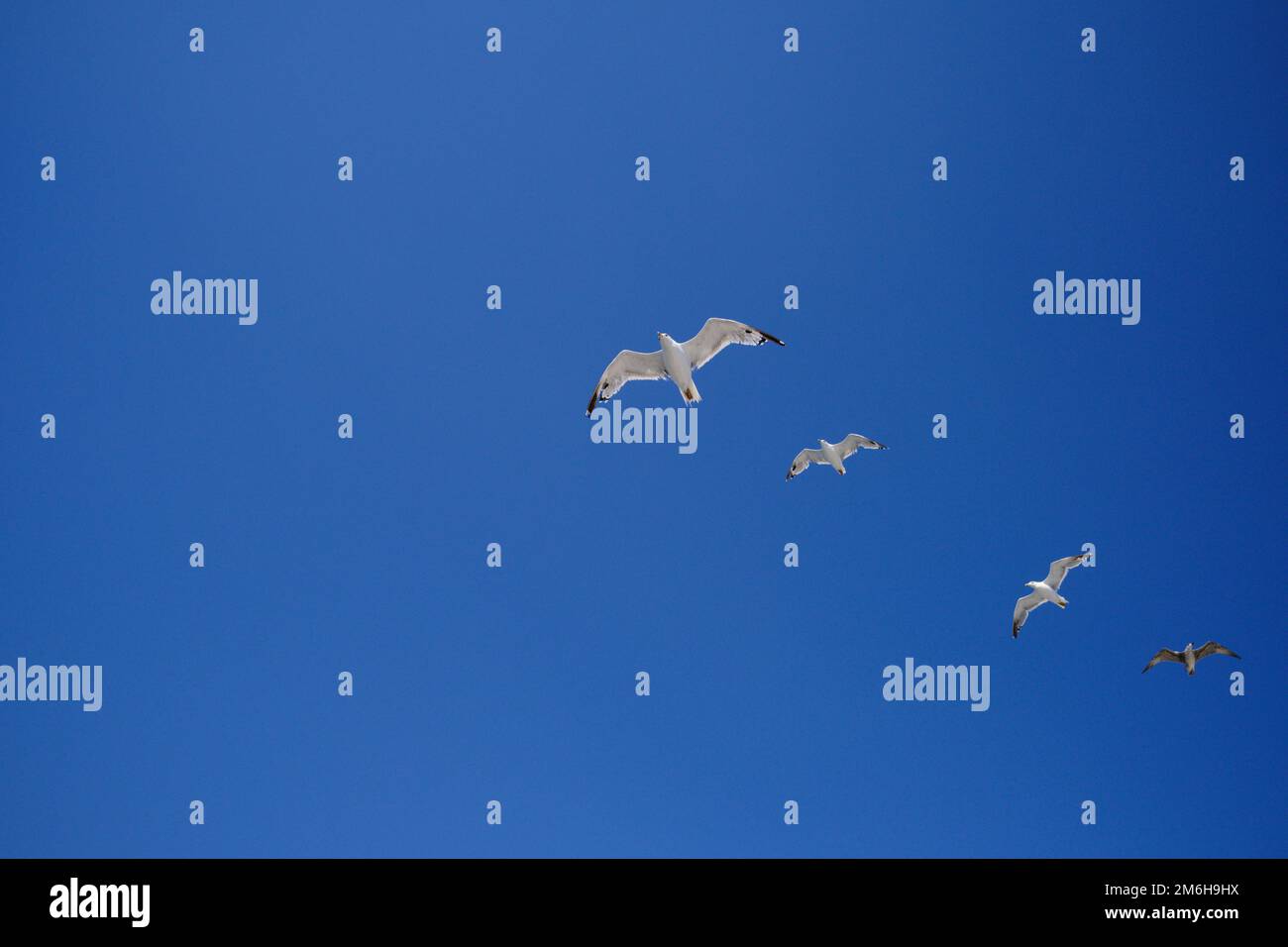 Gulls against the light hi-res stock photography and images - Alamy