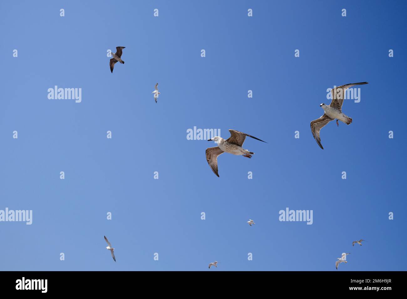 Gulls against the light hi-res stock photography and images - Alamy