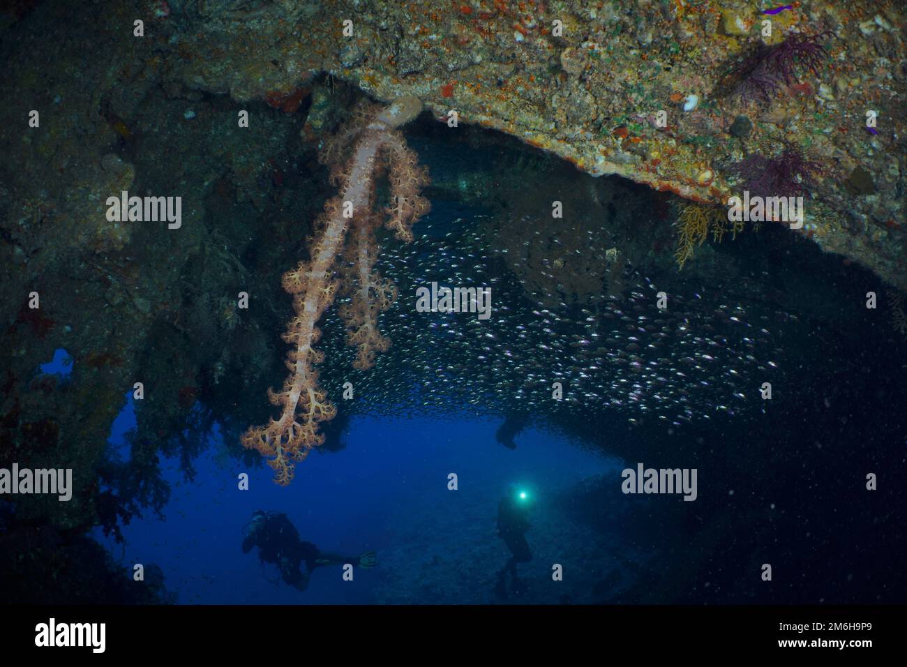 Hemprich's tree coral (Dendronephthya hemprichi) in the hold of the ...