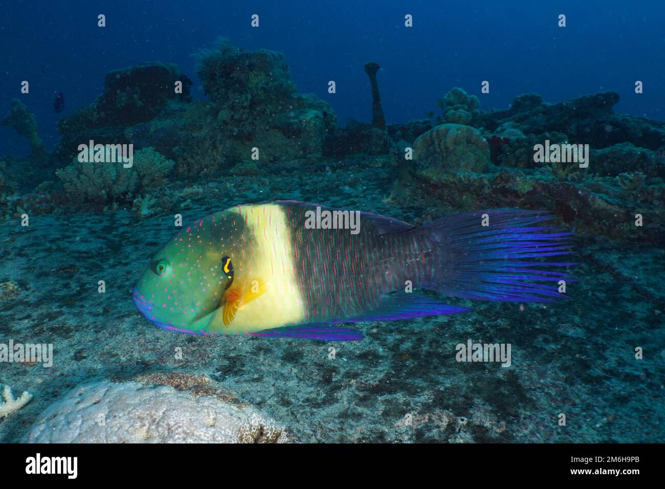 Broomtail wrasse (Cheilinus lunulatus) . Dive site Thistlegorm wreck ...