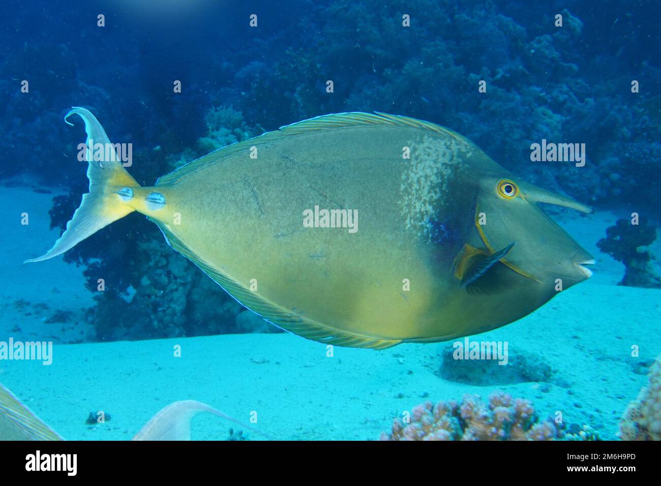 Bluespine unicornfish (Naso unicornis) . Dive site Ras Mohamed, Sinai ...