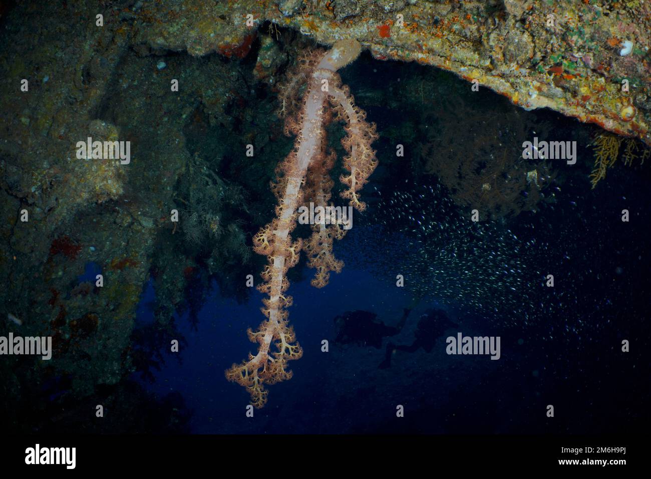 Hemprich's tree coral (Dendronephthya hemprichi) in the hold of the ...