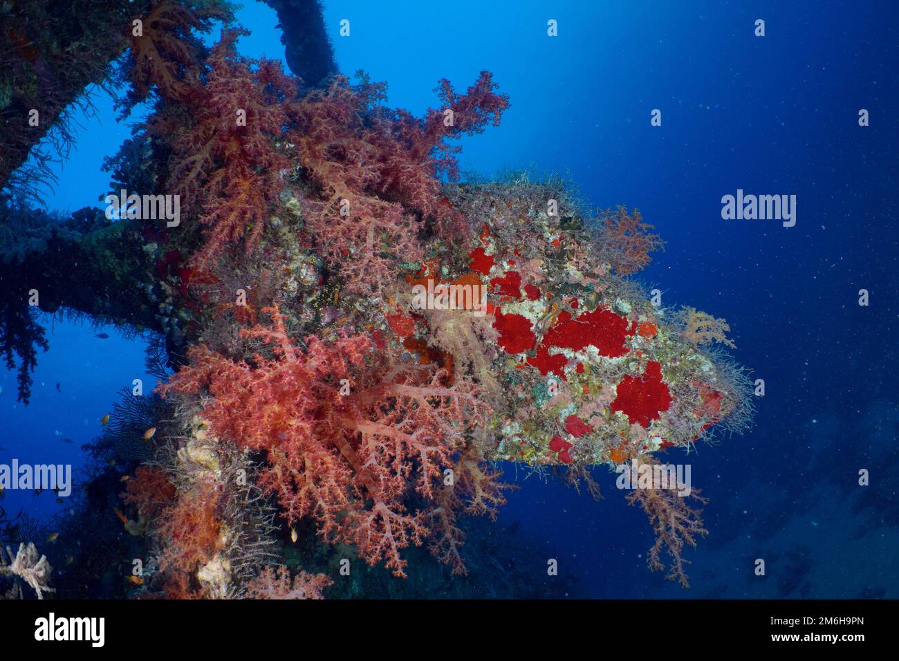 Propeller of the Dunraven overgrown with Hemprich's tree coral ...