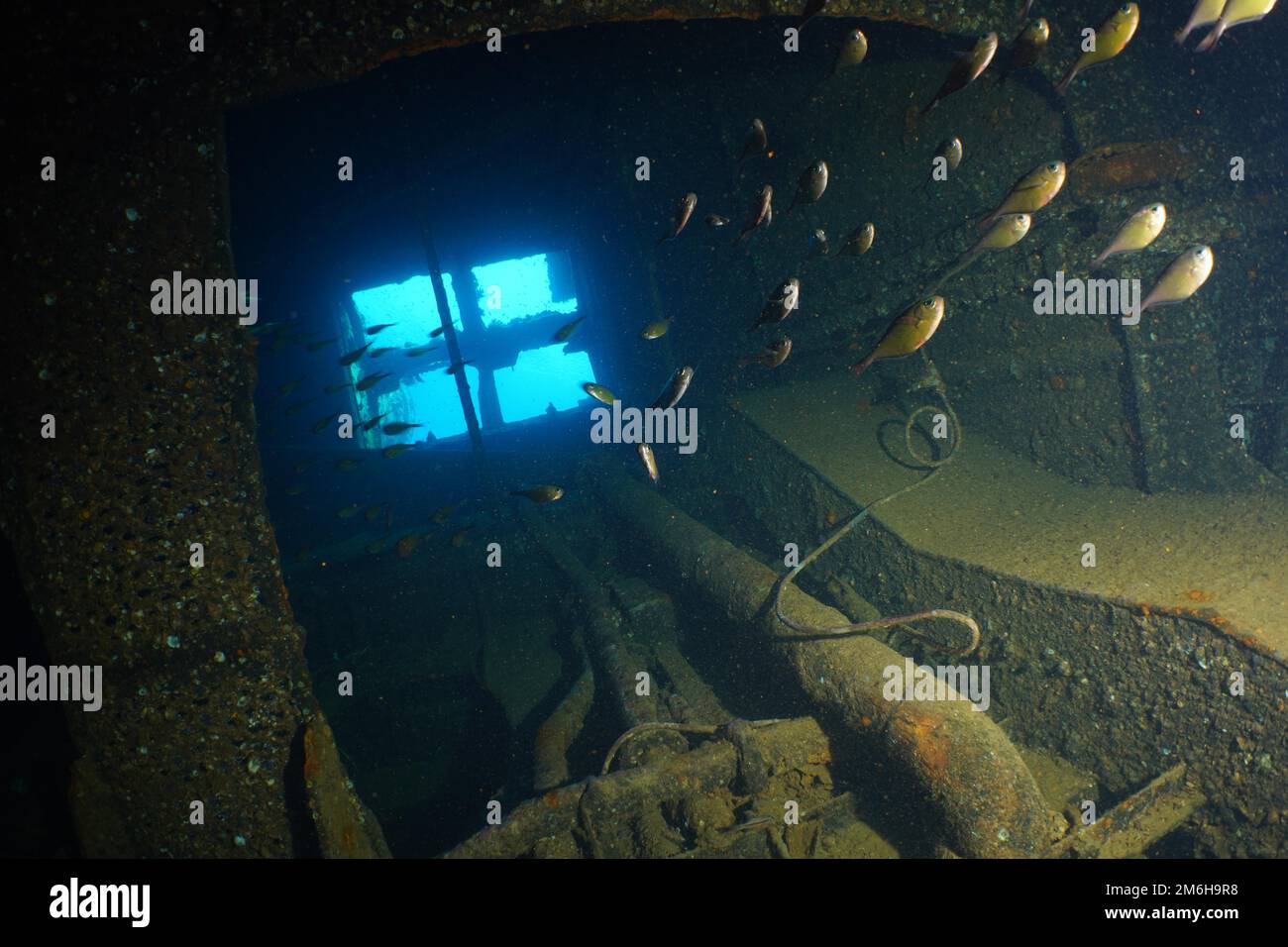 Shoal of Schwenks Hatchetfish (Pempheris schwenkii) Hatchetfish in the ...