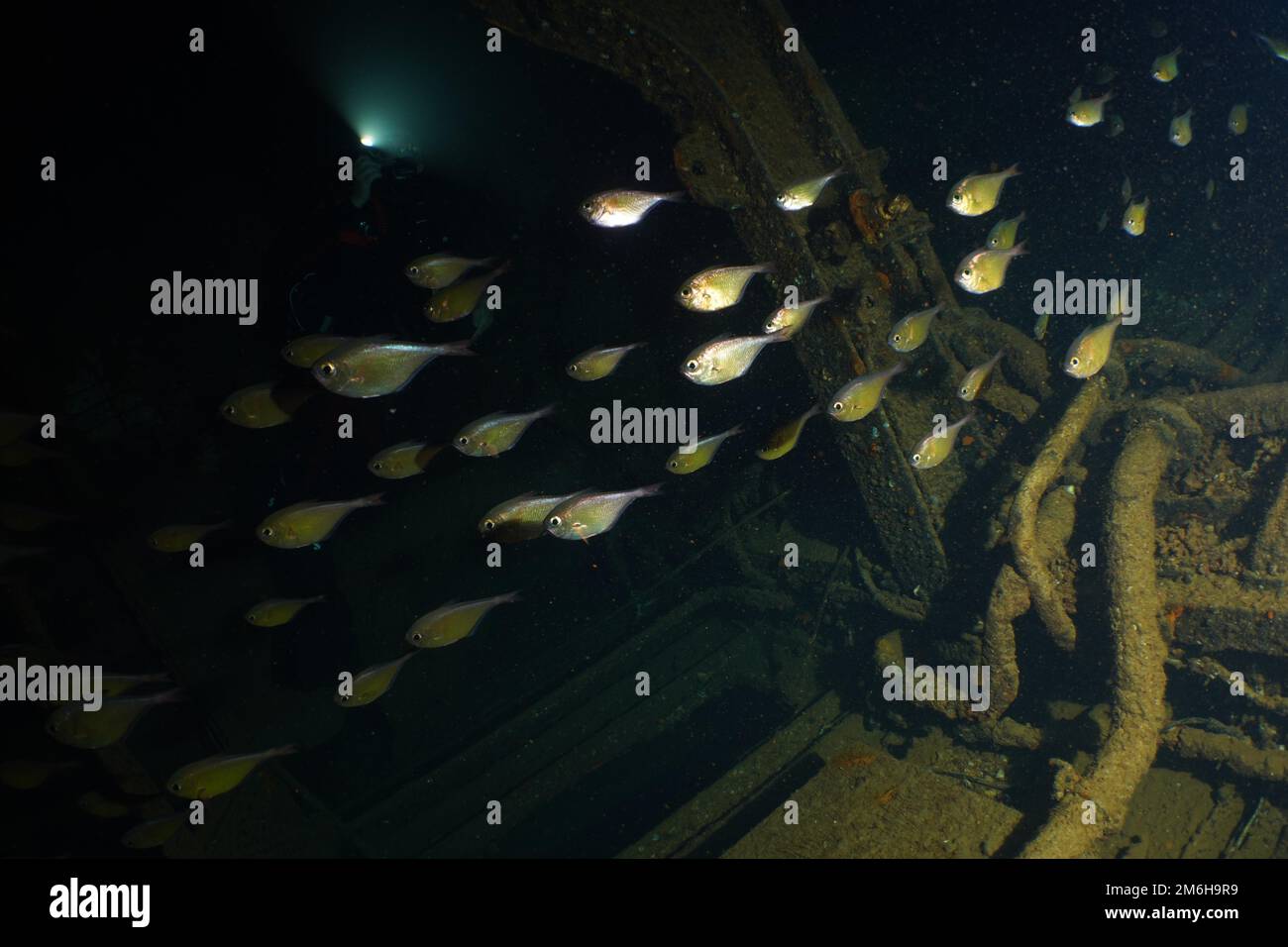 Shoal of Schwenks Hatchetfish (Pempheris schwenkii) Hatchetfish in the ...
