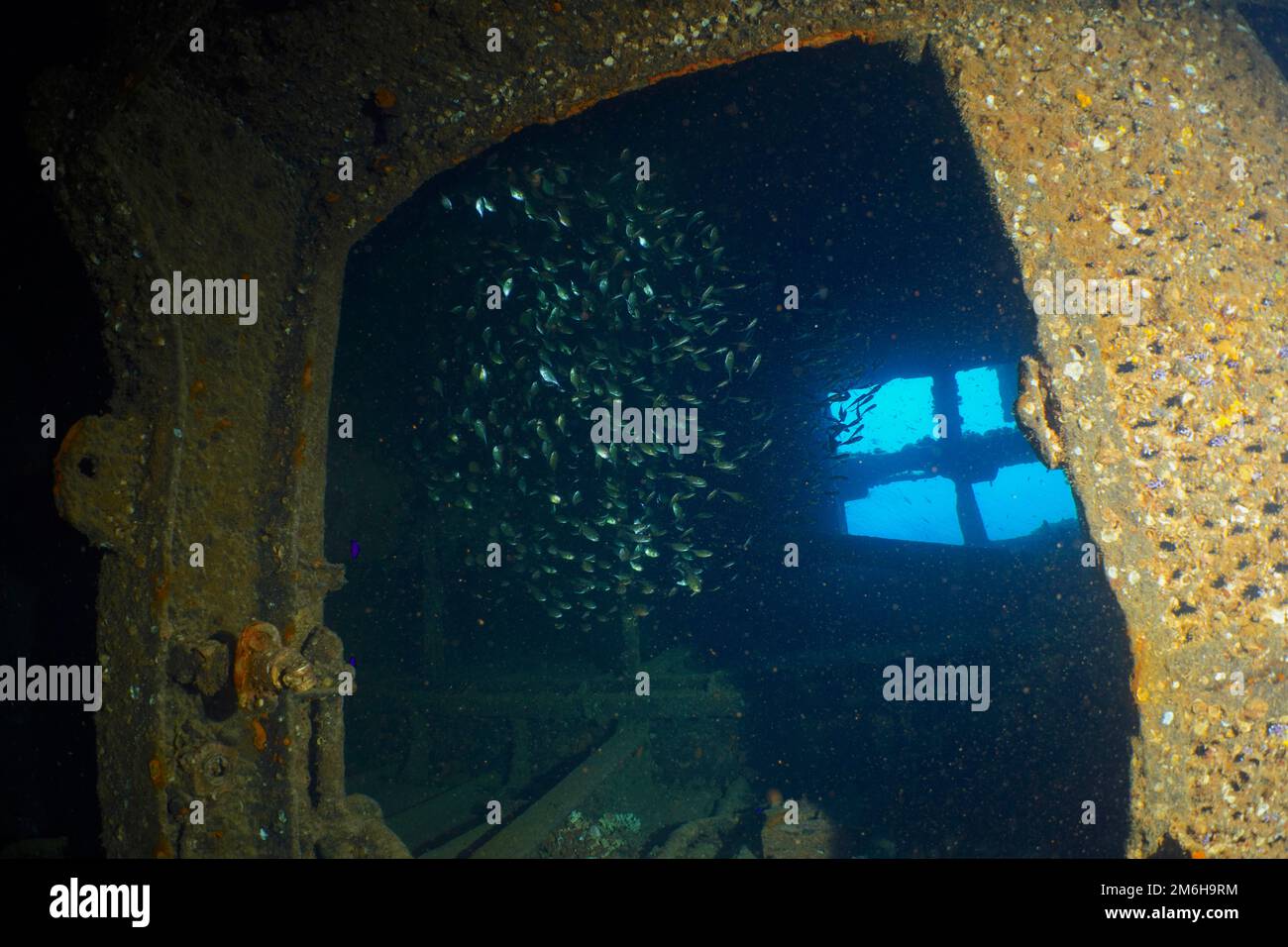 Shoal of Schwenks Hatchetfish (Pempheris schwenkii) Hatchetfish in the ...