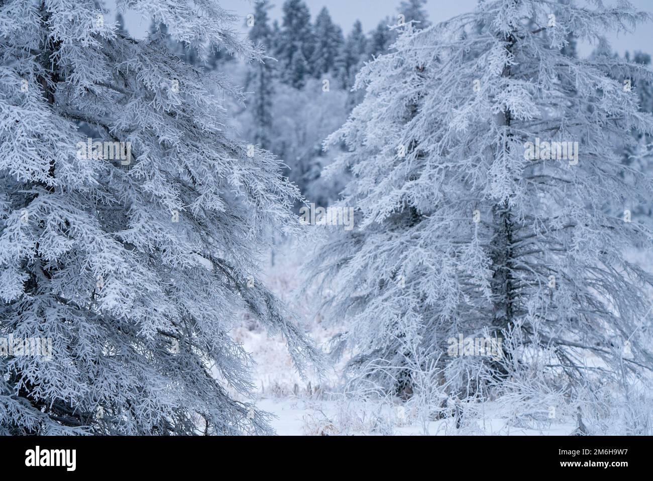 Winter Scene Manitoba Stock Photo - Alamy