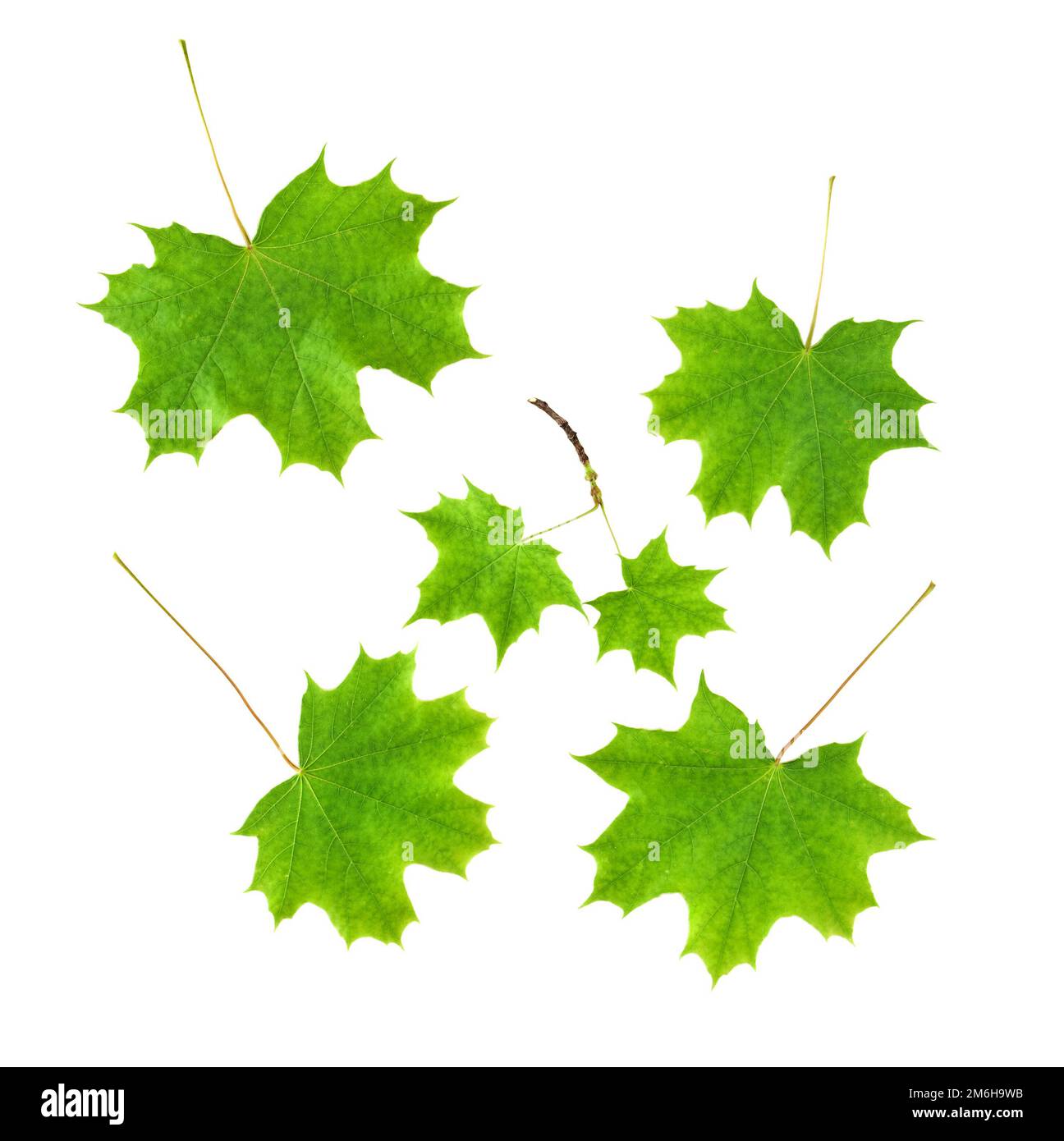 set of the mapple leaves isolated Stock Photo - Alamy