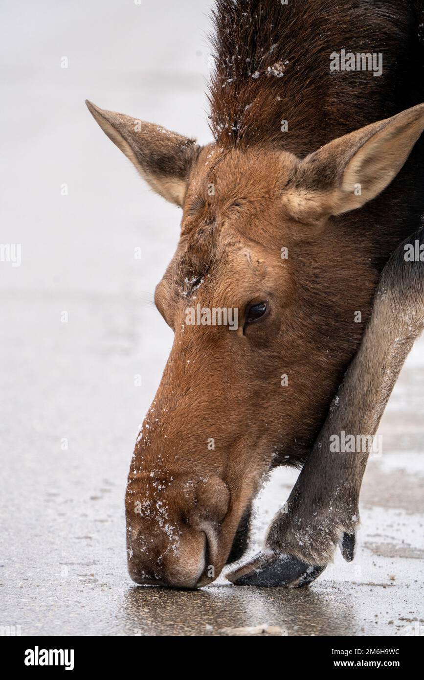 Winter Moose Manitoba Stock Photo - Alamy