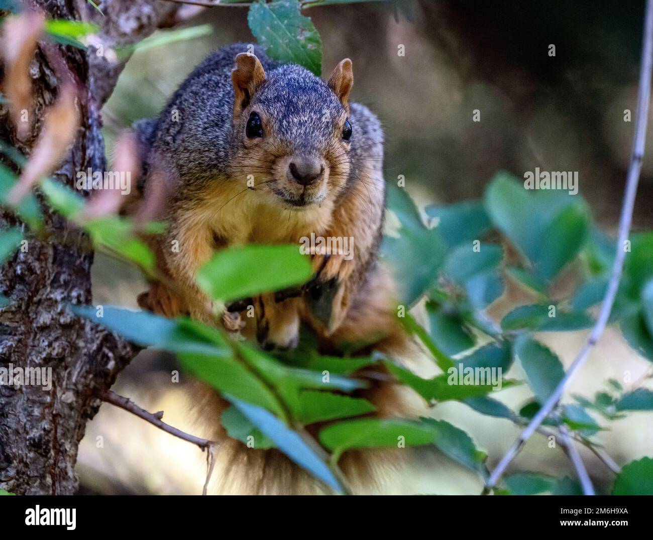 Common Squirrel Canada Stock Photo - Alamy