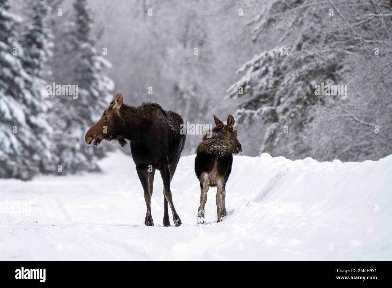 Winter Moose Manitoba Stock Photo - Alamy