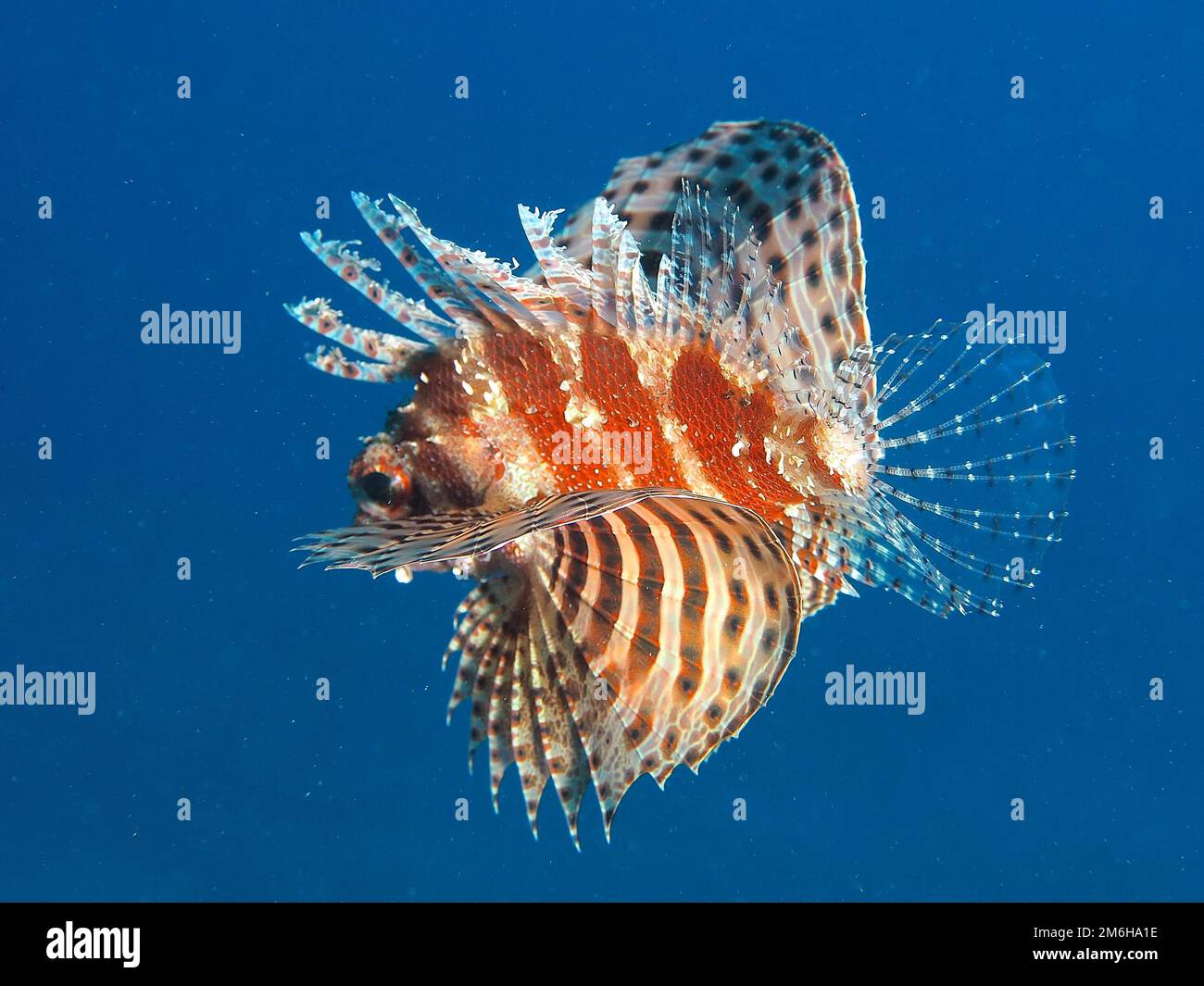 Red sea dwarf lionfish hi-res stock photography and images - Alamy