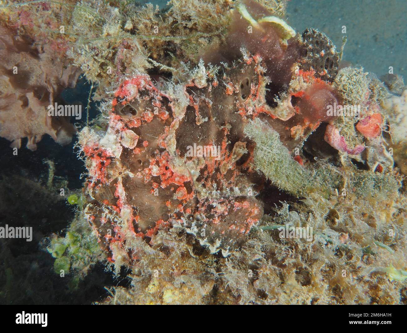 Well camouflaged Giant Frogfish (Antennarius commerson) . Dive site ...