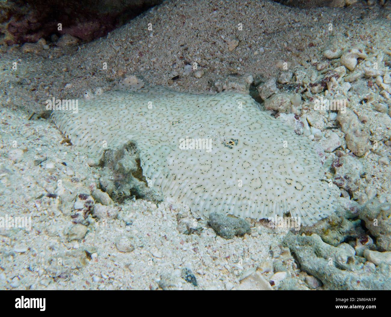 A well camouflaged finless sole (Pardachirus marmoratus) . Dive site ...