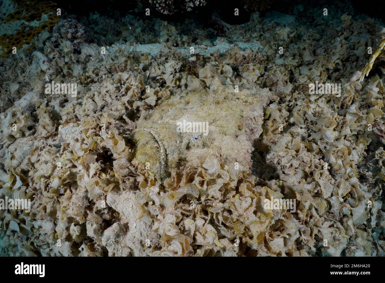 A well-camouflaged (Synanceia verrucosa) stonefish lies in wait among ...