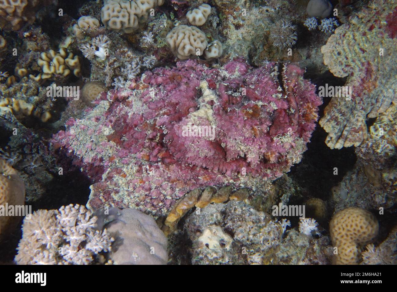 Reef stonefish (Synanceia verrucosa) at night. Dive site Shaab Mahmoud ...