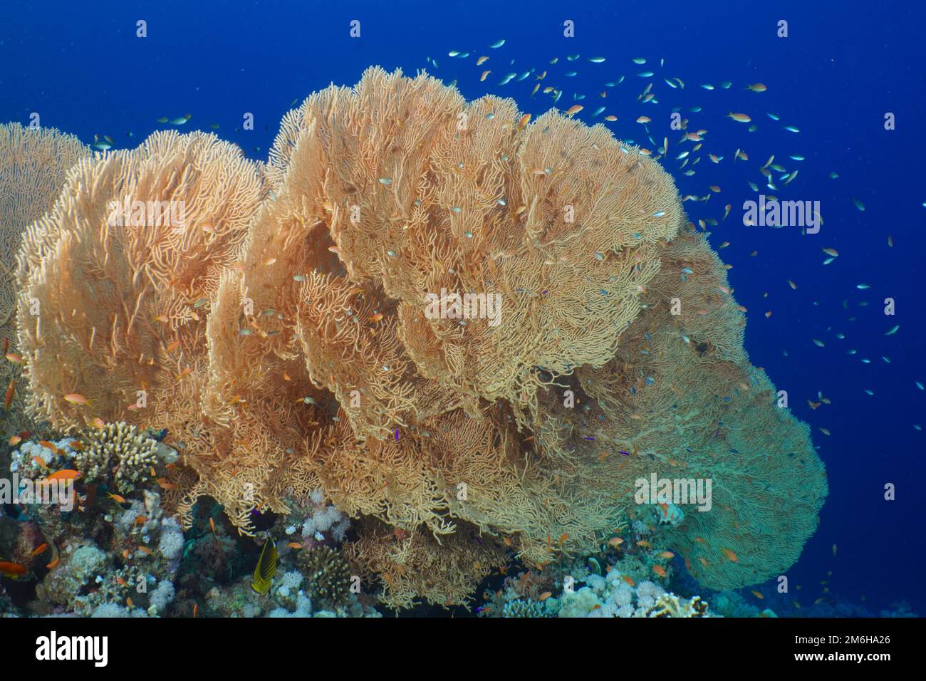 Giant sea fan (Annella mollis) with a school of sea goldie ...