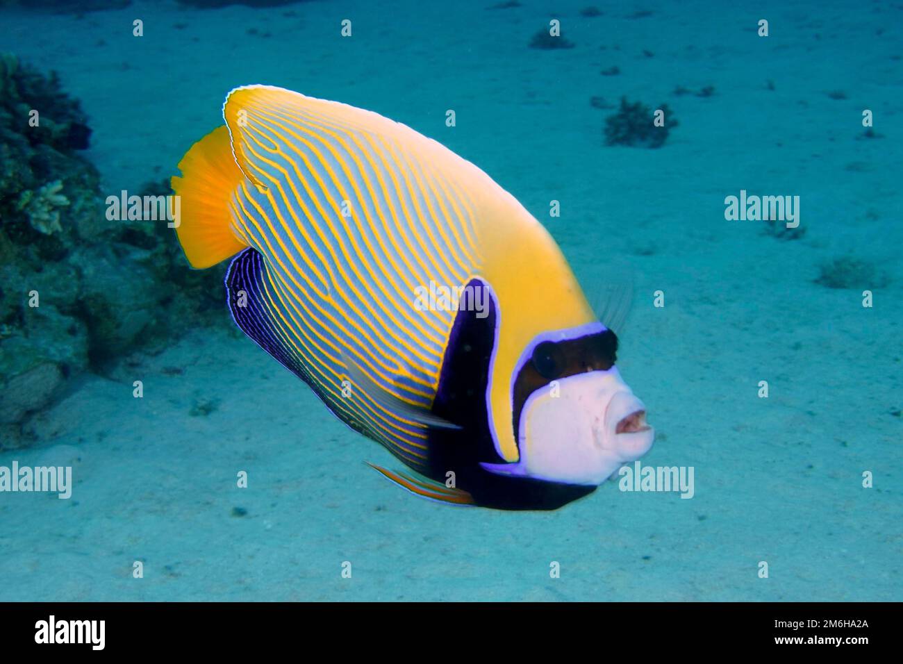 Emperor angelfish (Pomacanthus imperator) . Dive site House Reef ...
