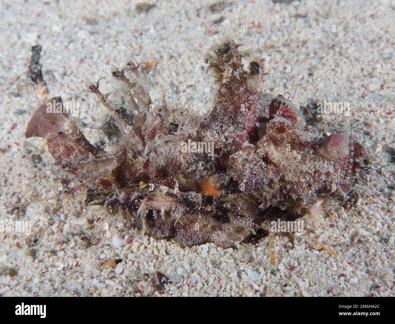 Red Sea Walkman Filament Devilfish (Inimicus filamentosus) . Dive site ...