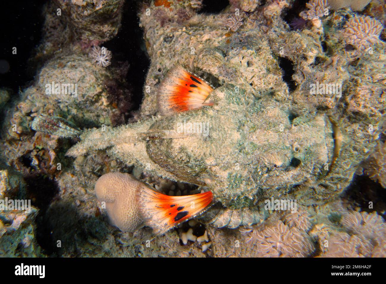 A humphead dragonhead (Scorpaneopsis diabolus), a poisonous fish, warns ...