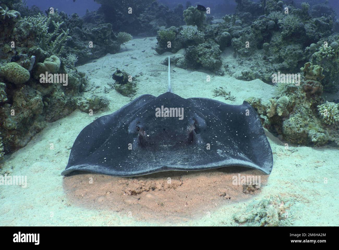 Blackspotted stingray (Taeniura meyeni) on the seabed. Dive site Shaab ...