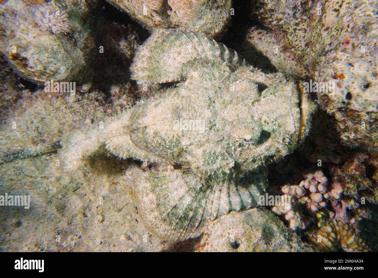 Baby Stonefish