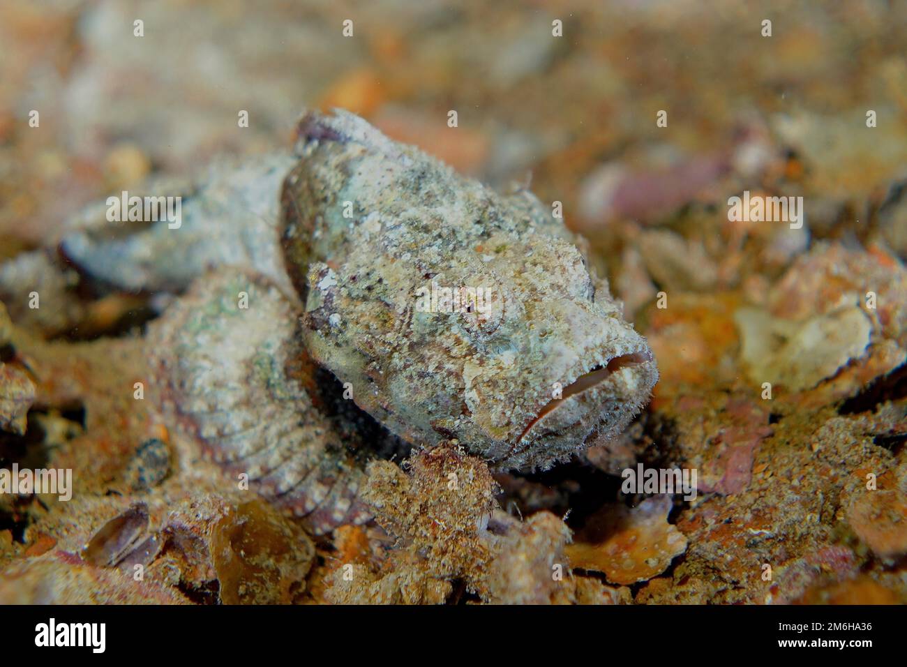 Portrait of humphead dragonhead (Scorpaneopsis diabolus), a poisonous ...